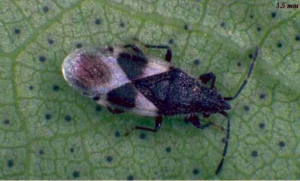 Invasive Pests of Tennessee | TN CAPS